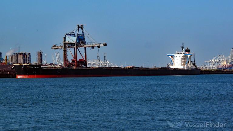 CARDINAL VICTORY, Bulk Carrier - Details and current position - IMO ...
